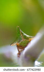 Front View Treehopper Stock Photo 677423980 | Shutterstock