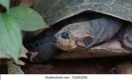 Front View Turtle Legs Head Inside Stock Photo 722692390 | Shutterstock