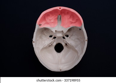 Frontal Bone Stock Photo 337198955 | Shutterstock