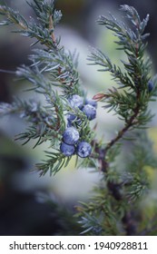 1,514 Frosted juniper christmas Images, Stock Photos & Vectors ...