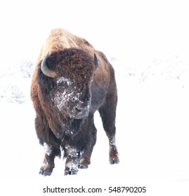 3,038 American bison winter Images, Stock Photos & Vectors | Shutterstock