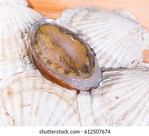 71 Frozen abalone shell Images, Stock Photos & Vectors | Shutterstock