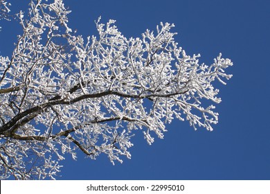 Frozen Branches Stock Photo 22995010 | Shutterstock