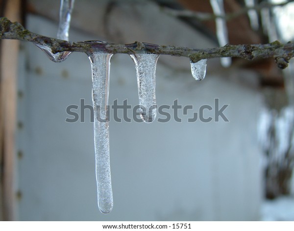 Frozen Ice Branch Stock Photo 15751 | Shutterstock