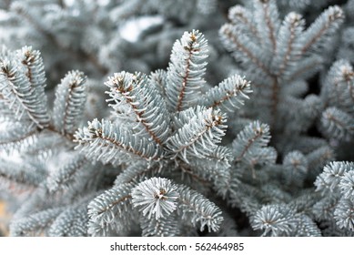 Frozen Pine Tree Branch Stock Photo (Edit Now) 562464985