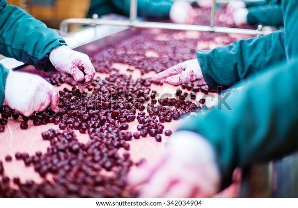 Frozen Sour Cherries Sorting Processing Machine Stock Photo (Edit Now ...