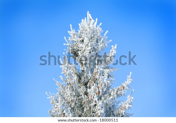 Frozen Tree On Sky Background White Stock Photo 18000511 | Shutterstock