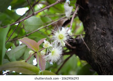1,238 Fructification Images, Stock Photos & Vectors | Shutterstock