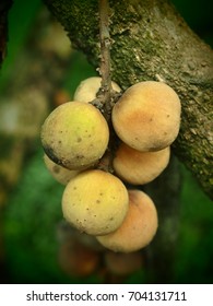 98 Lang Sat Tree Images, Stock Photos & Vectors | Shutterstock