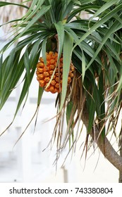 159 Adan Tree Images, Stock Photos & Vectors | Shutterstock