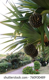 159 Adan Tree Images, Stock Photos & Vectors | Shutterstock