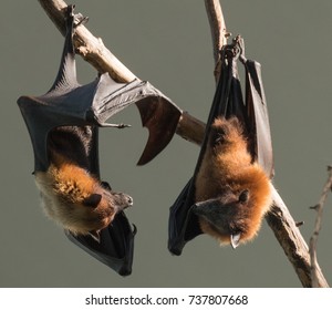 1,035 Fruit eating bats Images, Stock Photos & Vectors | Shutterstock