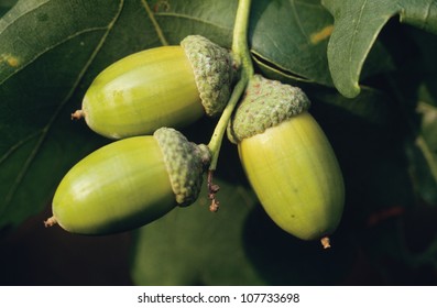English Oak Quercus Robur Stock Photo 1163186299 | Shutterstock