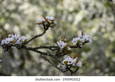 Fruit Tree Beginning Bloom Stock Photo 1950901012 | Shutterstock