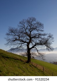 4,005 Tree without fruits Images, Stock Photos & Vectors | Shutterstock