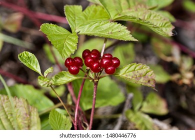23 Nagoonberry Images, Stock Photos & Vectors | Shutterstock
