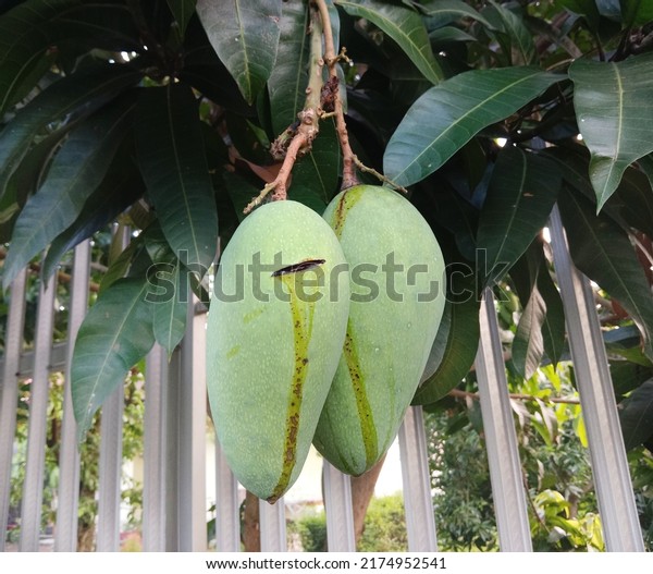 Fruiting Mango Tree Two Fruits Green Stock Photo 2174952541 | Shutterstock