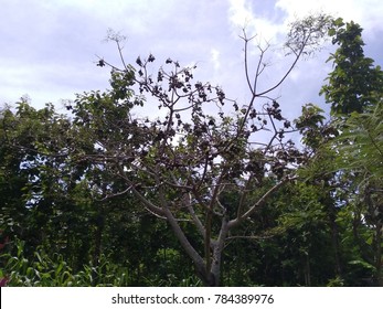 147 Fruitless tree Images, Stock Photos & Vectors | Shutterstock
