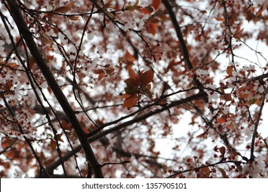 46 Frunza Images, Stock Photos & Vectors | Shutterstock