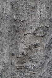 Close View of Pine Bark, an Abstract Photo by ClubhouseArts