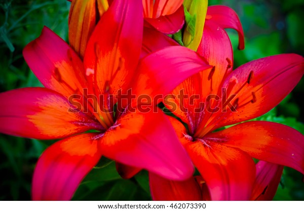 Full Blooming Deep Red Lily Flower Stock Photo 462073390 | Shutterstock