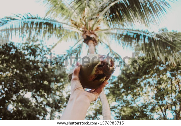 Full Coconut Fallen Palm Tree Stock Photo 1576983715 | Shutterstock