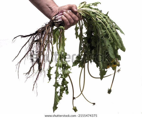 361 Invasive Weed Control Images, Stock Photos & Vectors | Shutterstock