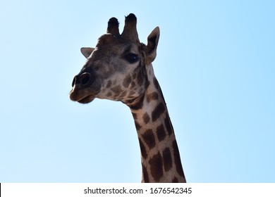 314 Giraffe looking down Images, Stock Photos & Vectors | Shutterstock