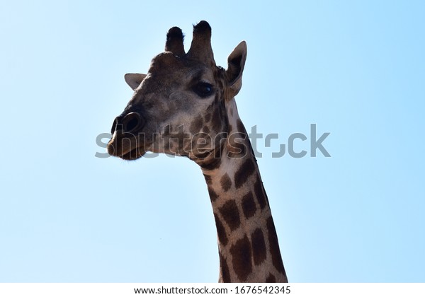 Full Face Giraffe Looking Down Stock Photo (Edit Now) 1676542345