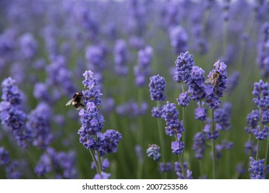 118 Cornwall bee Images, Stock Photos & Vectors | Shutterstock