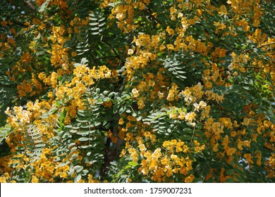 Full Frame Closeup View Yellow Jacaranda Stock Photo 1759007231 ...