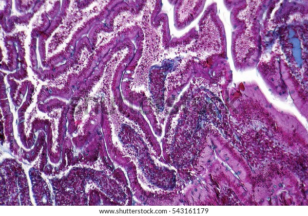 Photo de stock Full Frame Duodenum Cross Section Micrography 543161179 ...
