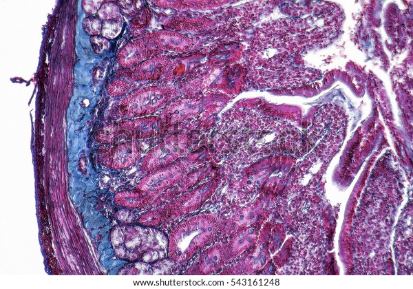 Full Frame Duodenum Cross Section Micrography Stock Photo 543161248 ...
