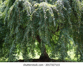 Full Frame View Drooping Willow Tree Stock Photo 2017327115 | Shutterstock