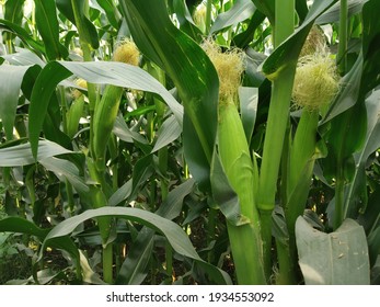 Full Frame View Inside Maize Corn Stock Photo 1934553092 | Shutterstock