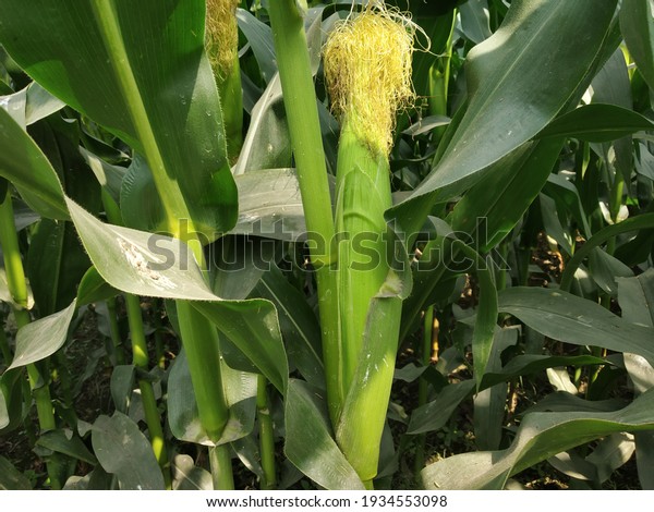 Full Frame View Inside Maize Corn Stock Photo 1934553098 | Shutterstock
