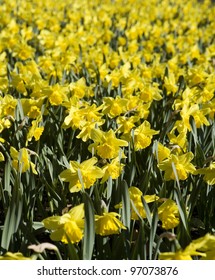 Full Frame Of Yellow Daffodils PPT template 76 | CrystalGraphics
