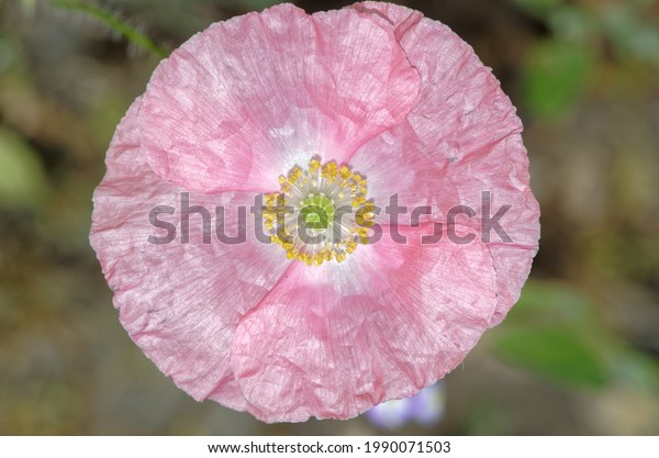 Full Image Top View Single Poppy Stock Photo 1990071503 | Shutterstock
