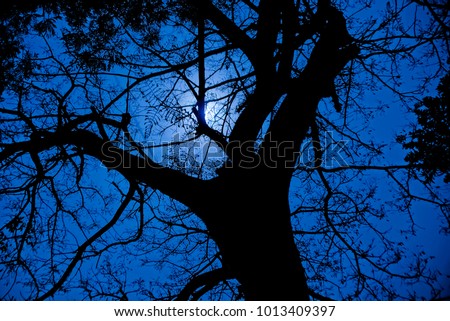 Full Moon Behind Tree Branches Stock Photo (Edit Now) 1013409397 ...