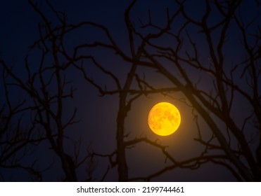 Full Moon Between Tree Branches Moon Stock Photo 2199744461 | Shutterstock