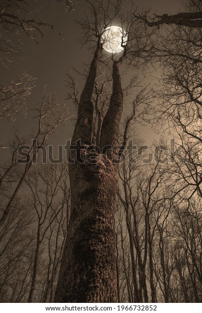 Full Moon Caught By Tree Stock Photo 1966732852 | Shutterstock