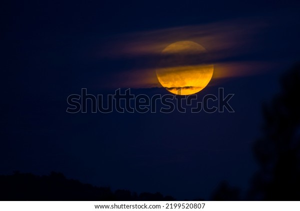 Full Moon Night Pine Tree Stock Photo 2199520807 | Shutterstock
