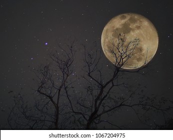 Full Moon Shadow Tree Caused By Stock Photo 1067204975 | Shutterstock