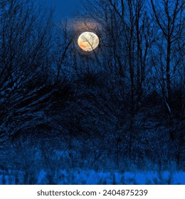 Outdoor Photo Forrest Moon Snow Flakes AI-generated image 2329290039 ...