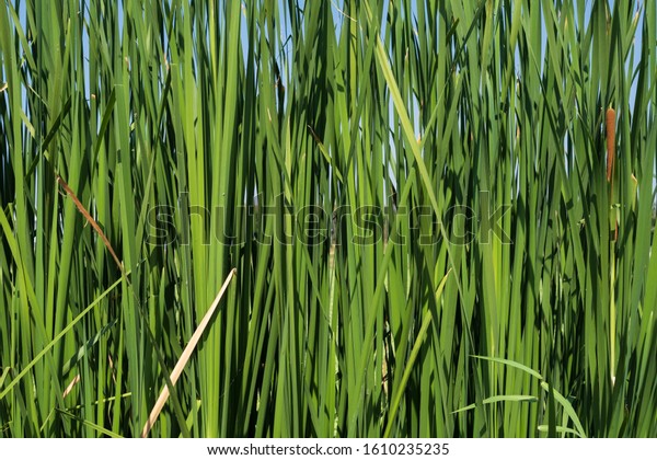 Full Screen Grass Background Stock Photo 1610235235 | Shutterstock