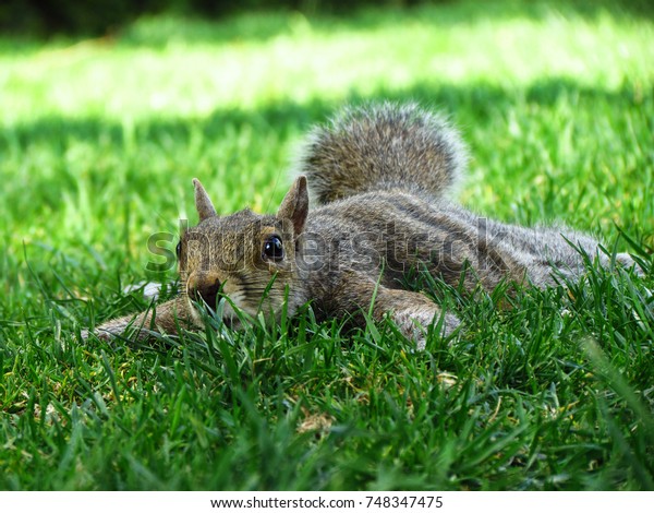 Full Squirrel Stock Photo 748347475 | Shutterstock