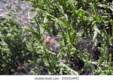 296 Sheet weaver Images, Stock Photos & Vectors | Shutterstock
