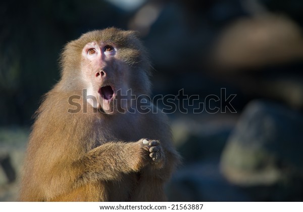 Funny Baboon Monkey Looking Surprised Stock Photo (Edit Now) 21563887