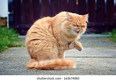Funny Cat Stock Photo 163674083 | Shutterstock