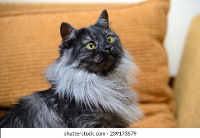 Funny Cat Stock Photo 239173579 | Shutterstock